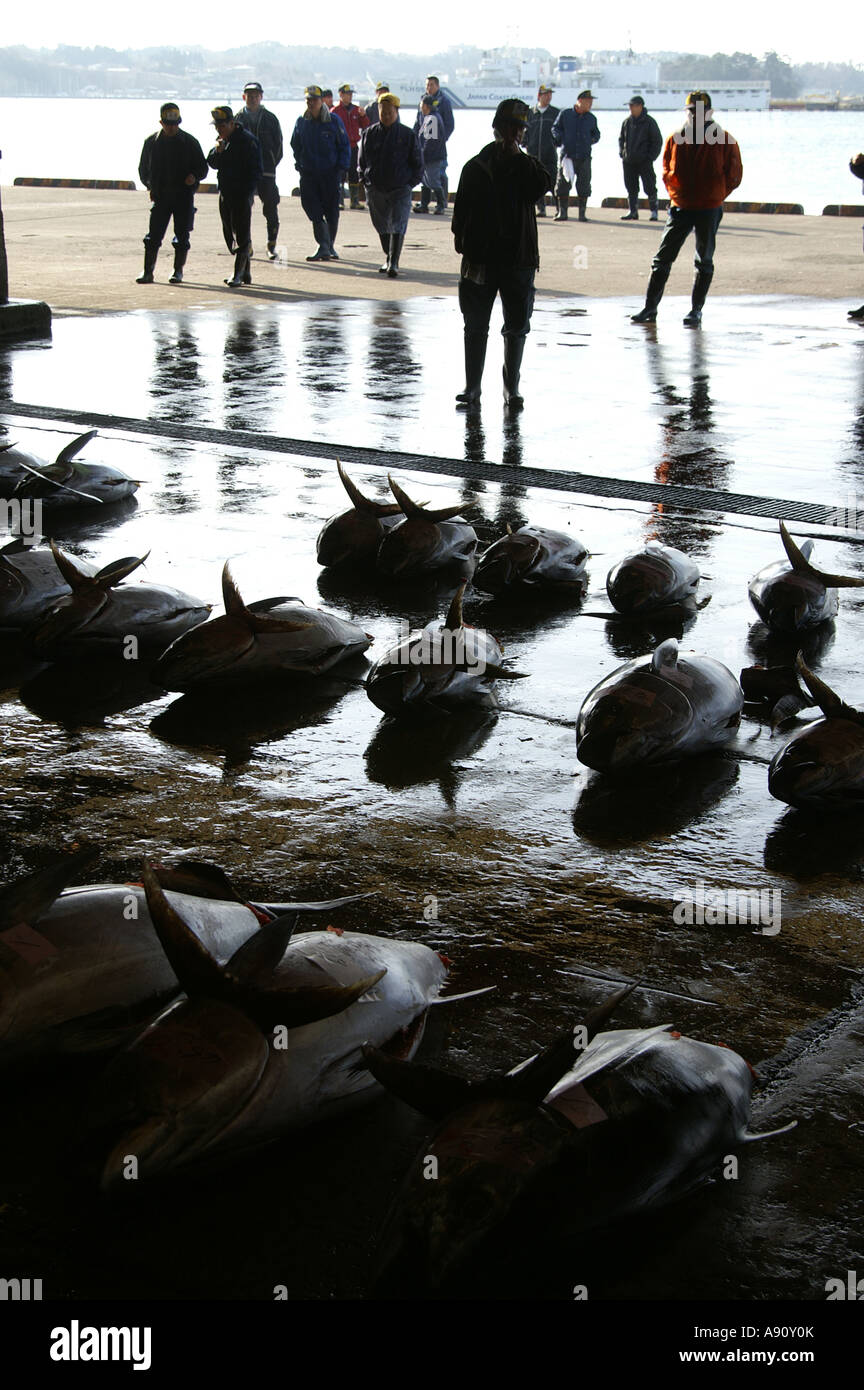 Wholesale tuna fish market Hon Shiogama Stock Photo - Alamy