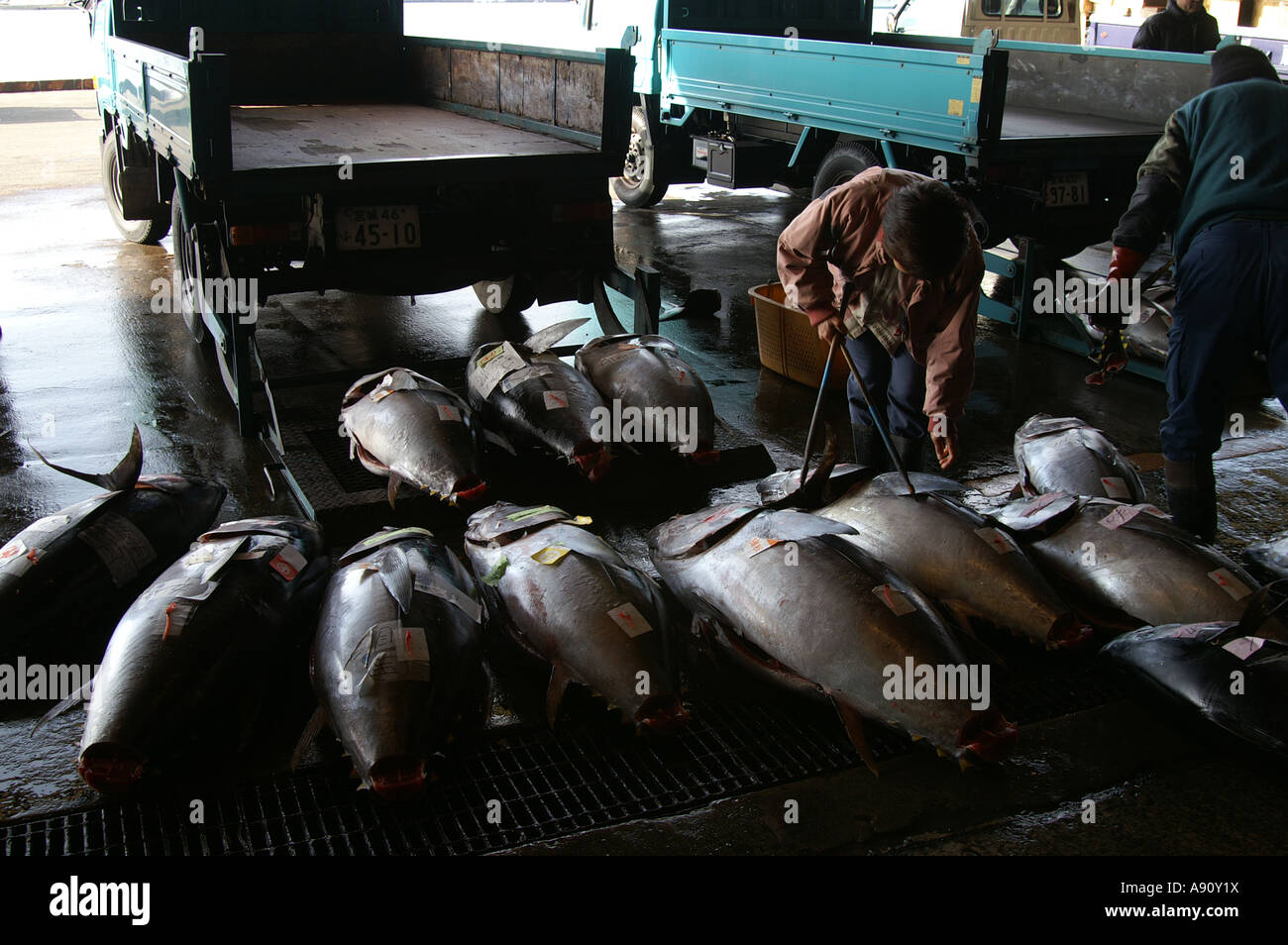 Wholesale tuna fish market Hon Shiogama Stock Photo - Alamy