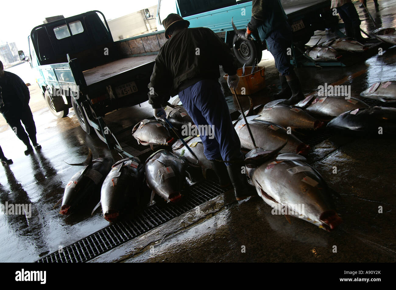 Wholesale tuna fish market Hon Shiogama Stock Photo - Alamy
