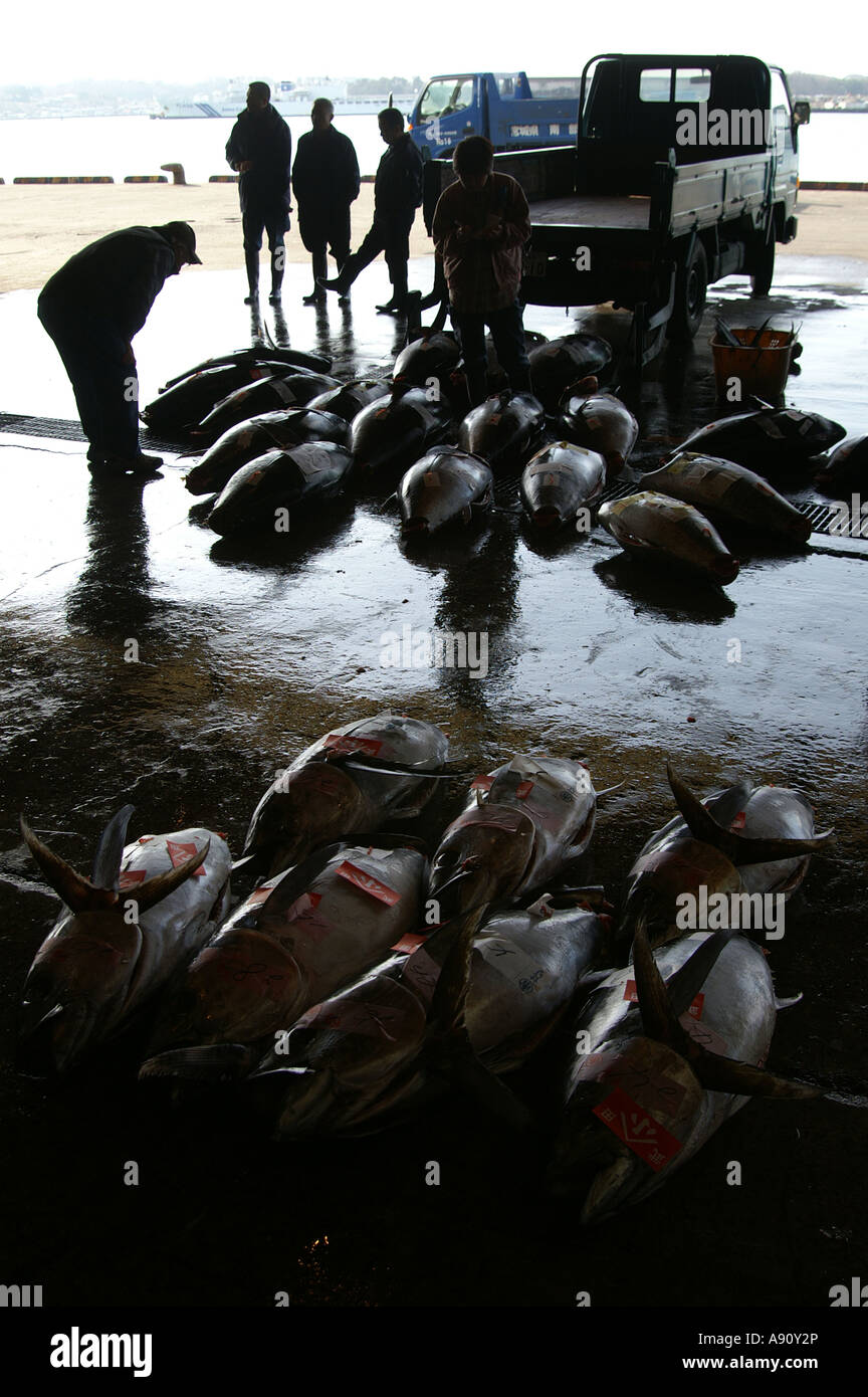 Wholesale tuna fish market Hon Shiogama Stock Photo - Alamy