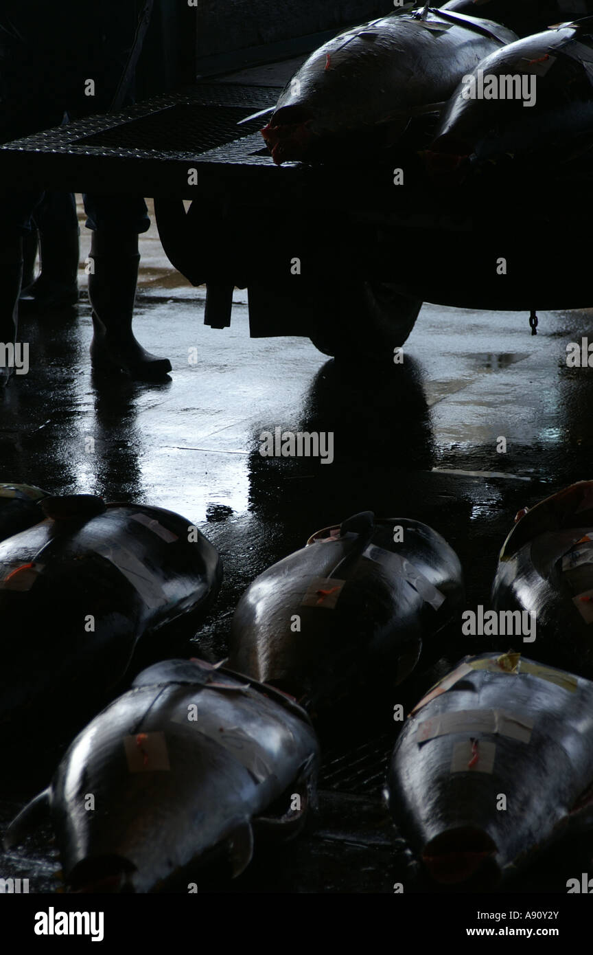 Wholesale tuna fish market Hon Shiogama Stock Photo - Alamy