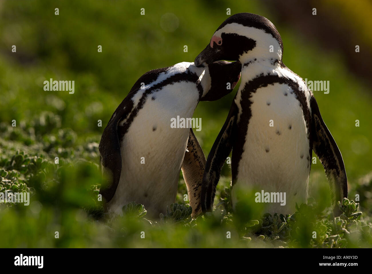 African Penguin Pair Stock Photo - Alamy