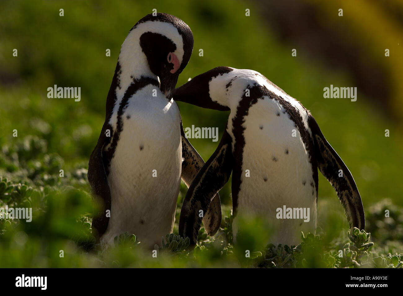 African Penguin Pair Stock Photo - Alamy