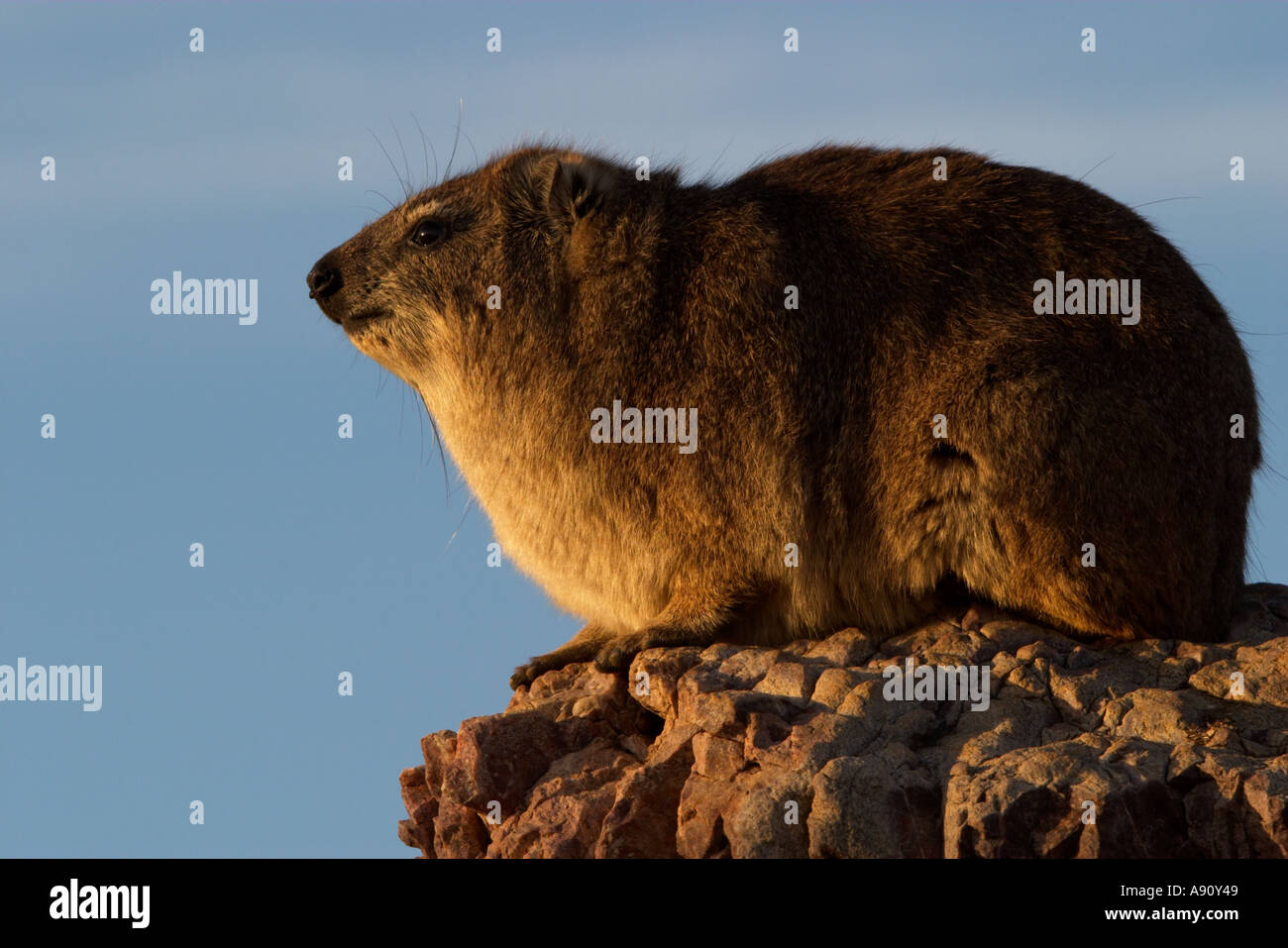Sunbathing dassie hi-res stock photography and images - Alamy