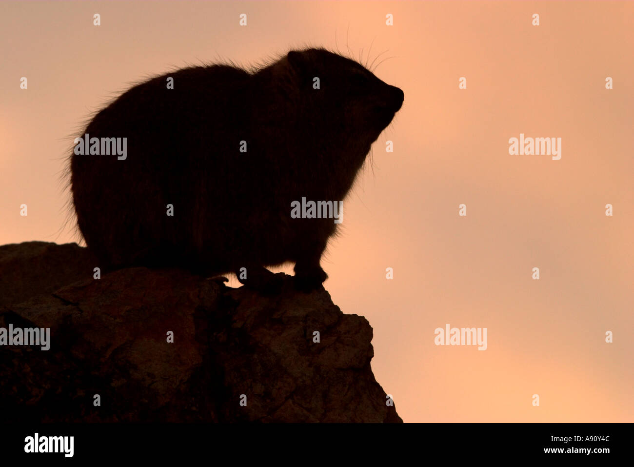 Sunbathing dassie hi-res stock photography and images - Alamy