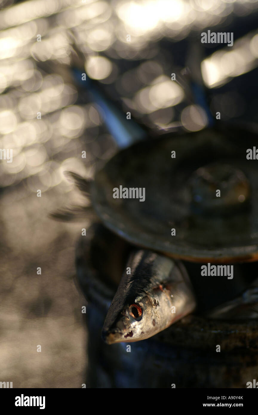 Samma fish and mizusashi water jar Stock Photo - Alamy