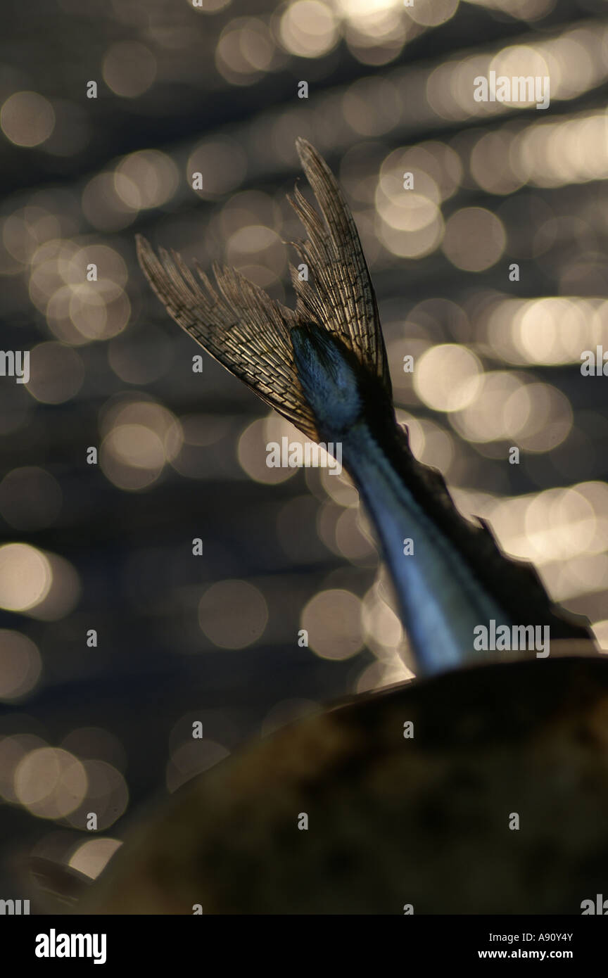 Samma fish tail Stock Photo - Alamy