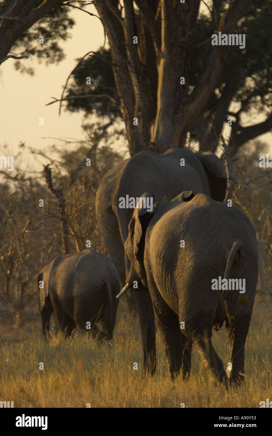 Elephants backside hi-res stock photography and images - Alamy