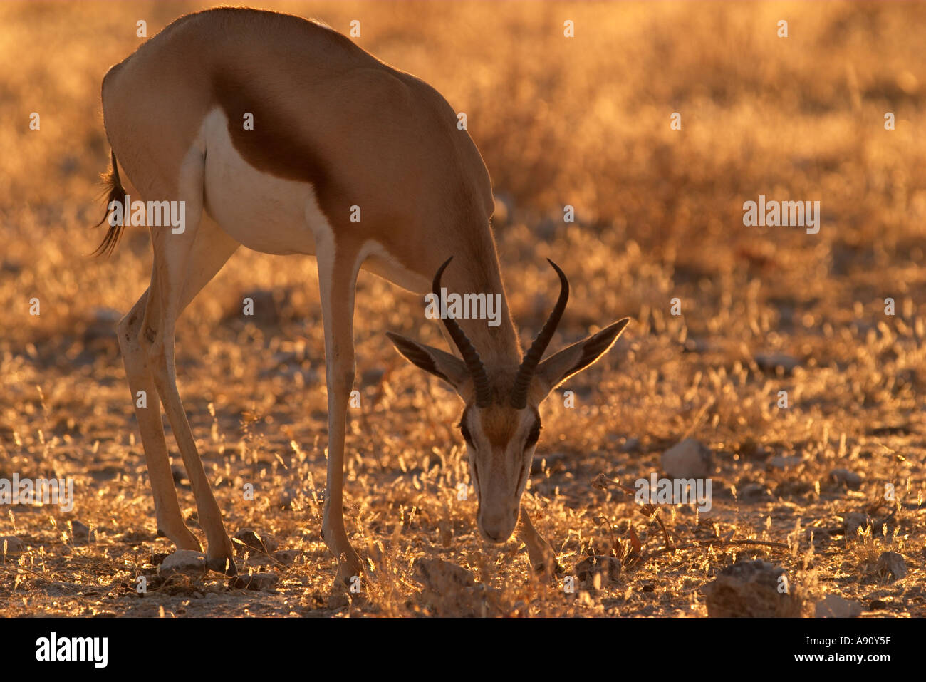 Springbok at dawn Stock Photo - Alamy