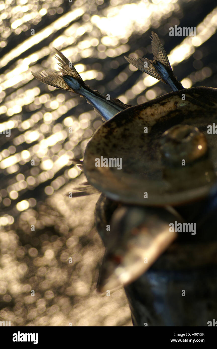 Samma fish and mizusashi water jar Stock Photo - Alamy