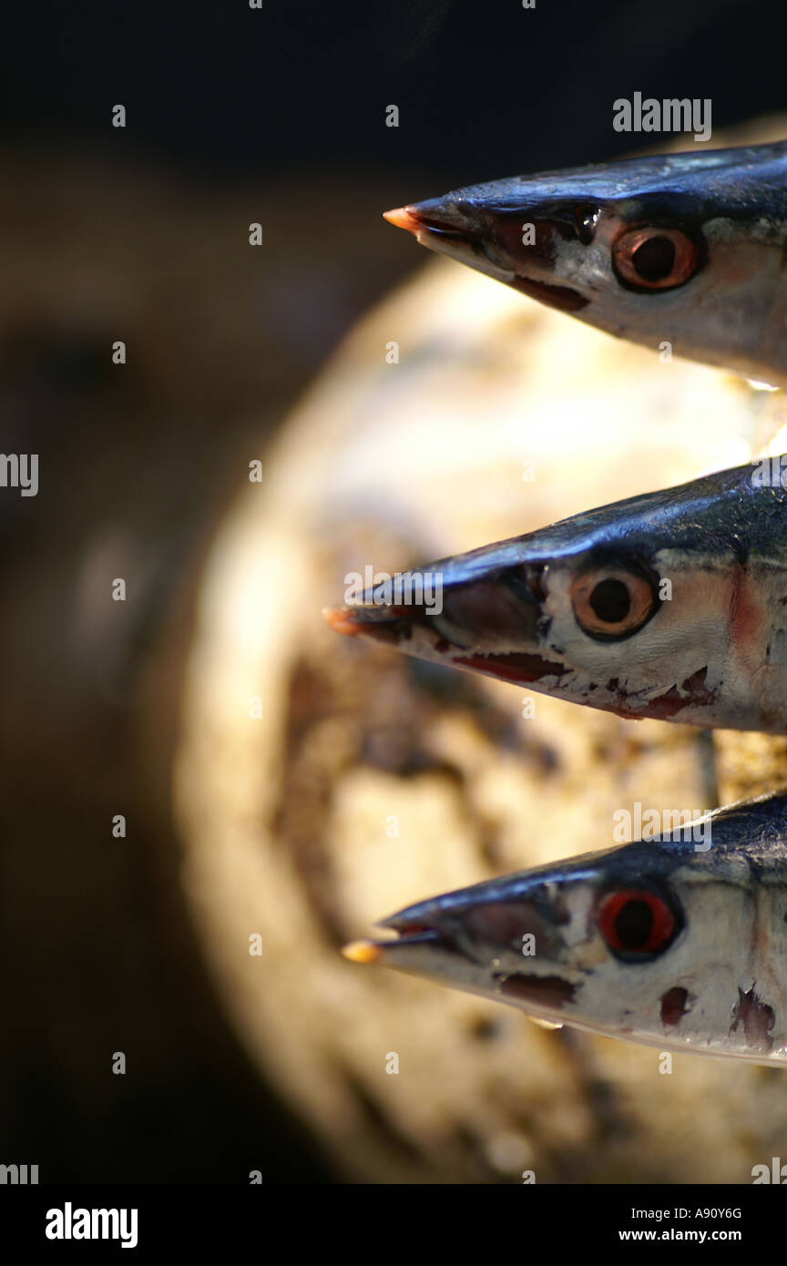 Samma fish and mizusashi water jar Stock Photo - Alamy