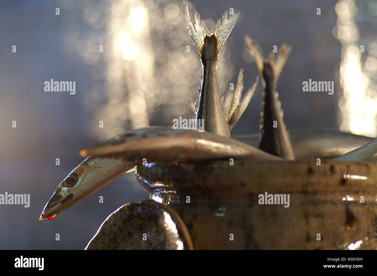 Samma fish and mizusashi water jar Stock Photo - Alamy