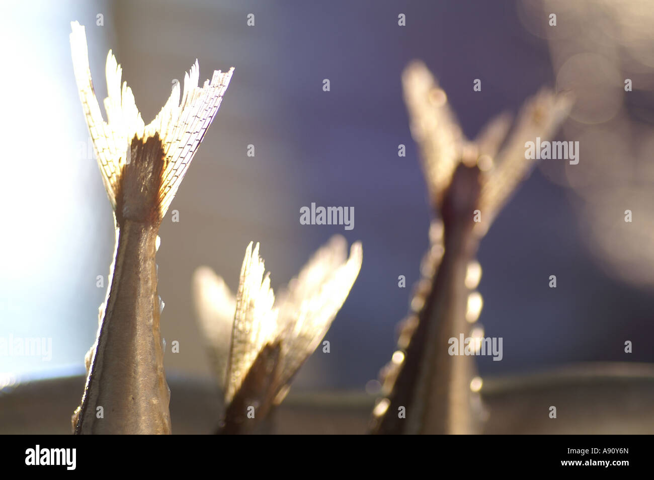 Samma fish tail Stock Photo - Alamy