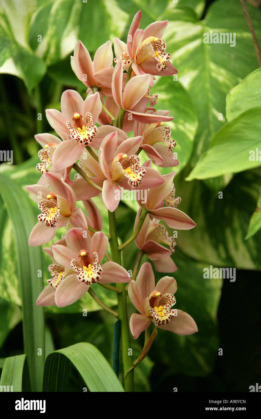 Ornamental Orchid Flower, Orchid Cymbidium Hybrid, Orchidaceae. Asia ...