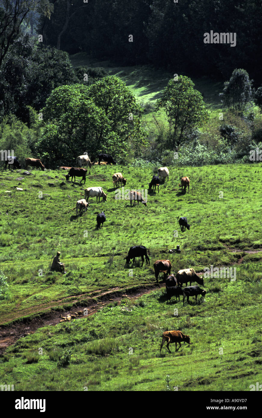Mau forest kenya hi-res stock photography and images - Alamy
