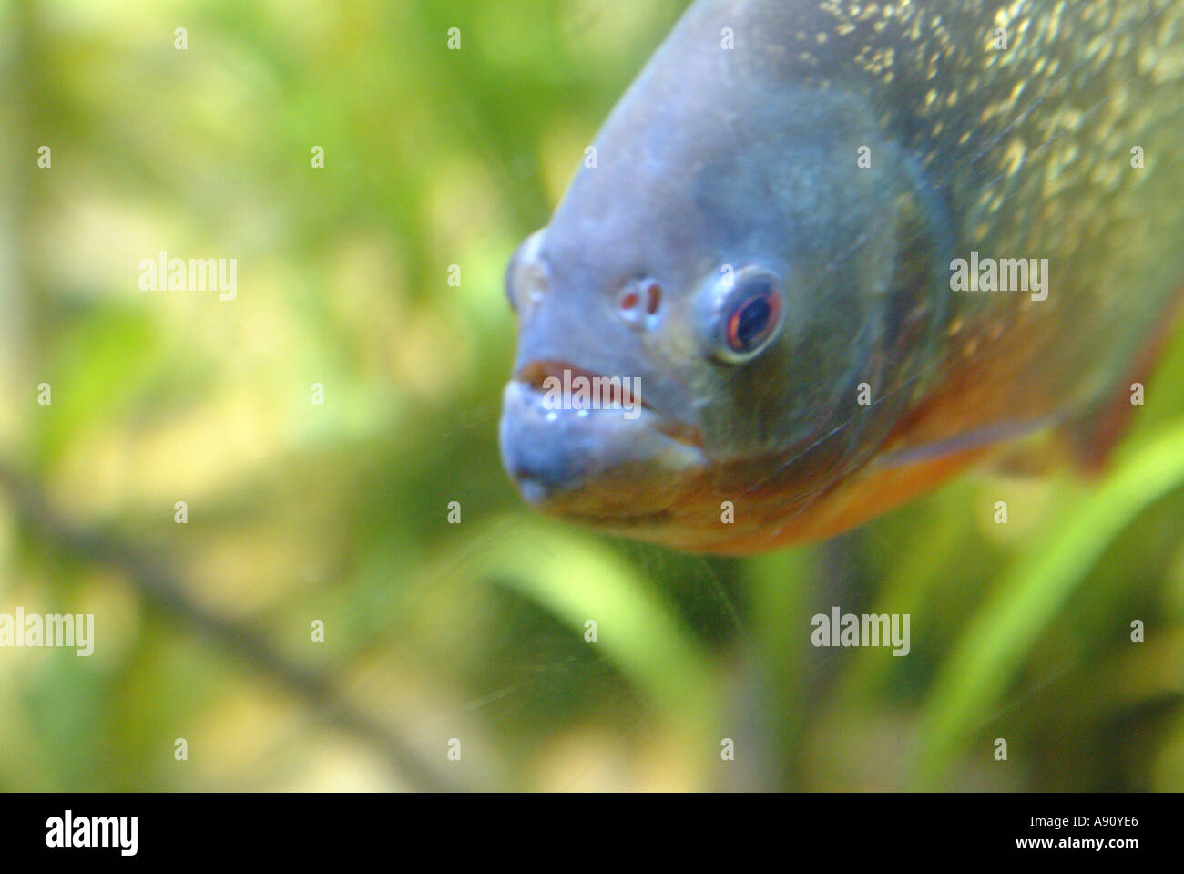 Piranha face hi-res stock photography and images - Alamy