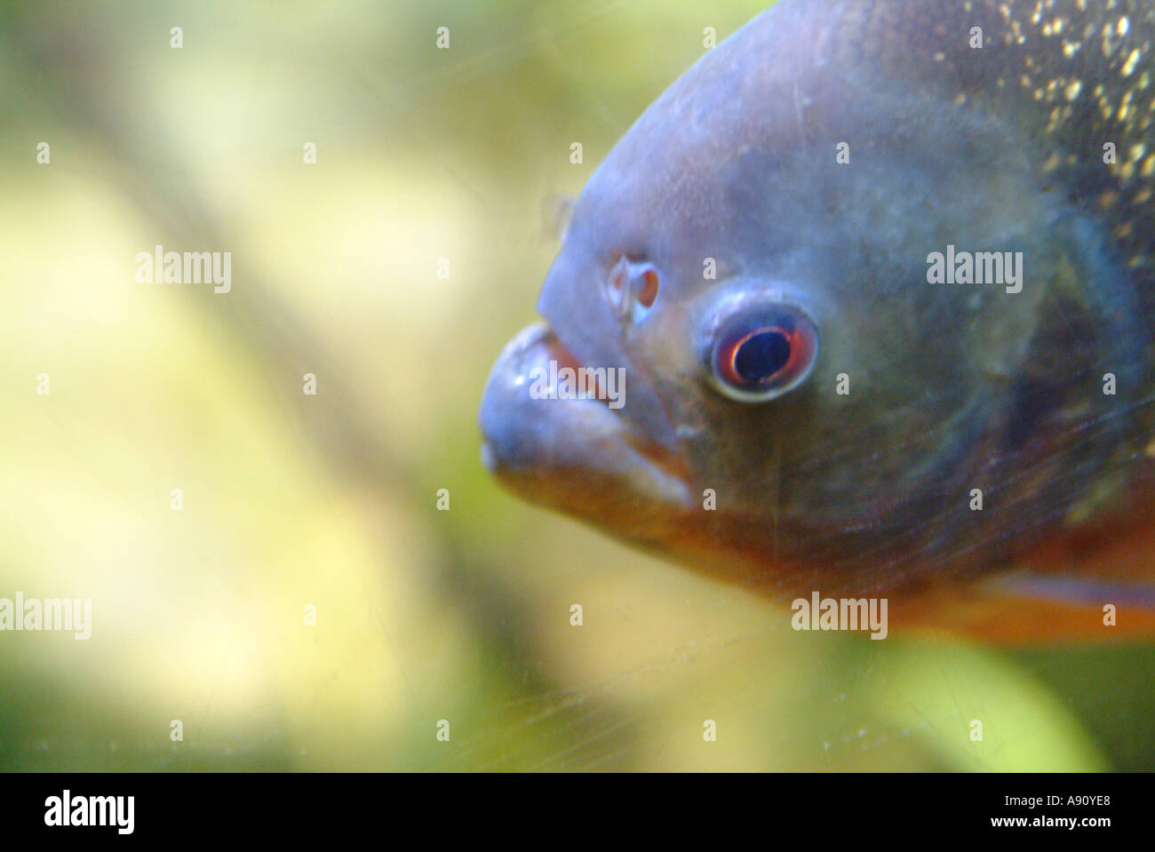 Piranha face hi-res stock photography and images - Alamy