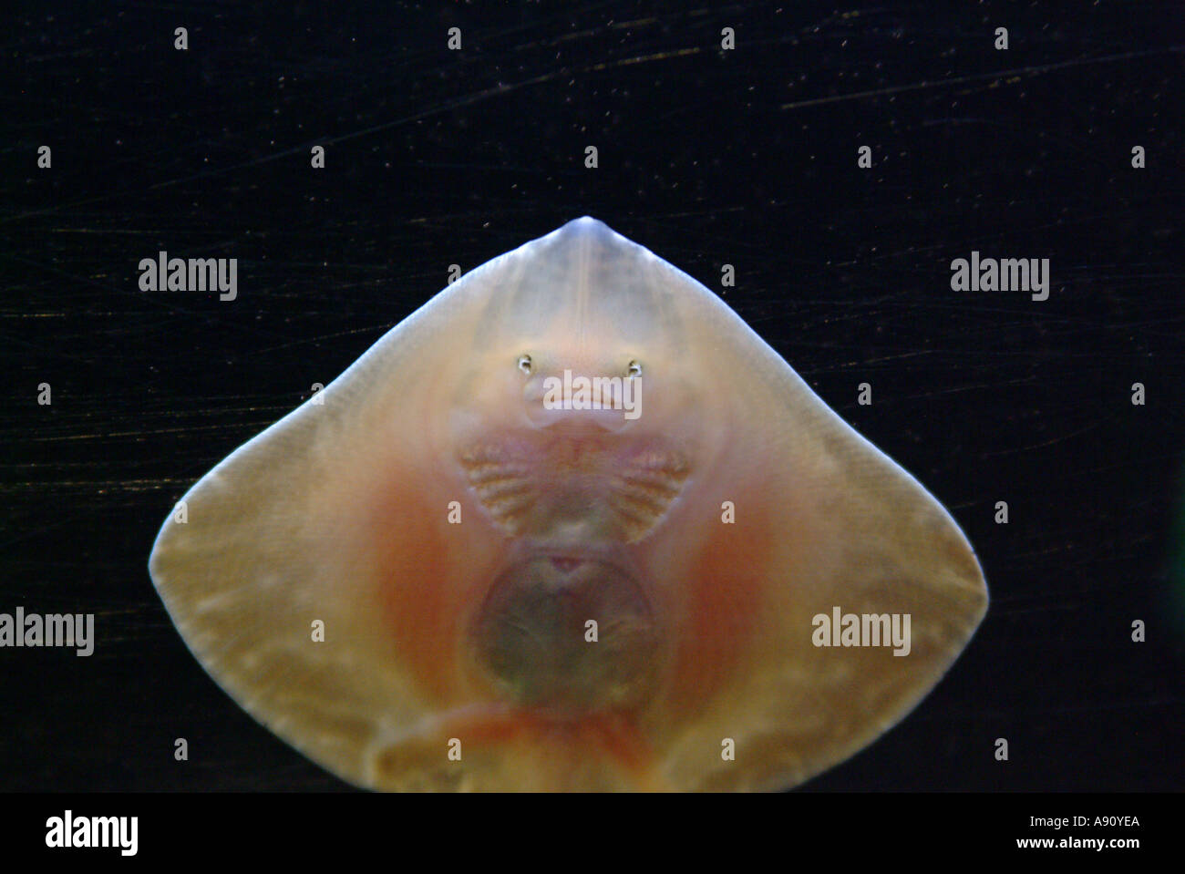 Flat fish close up Stock Photo - Alamy