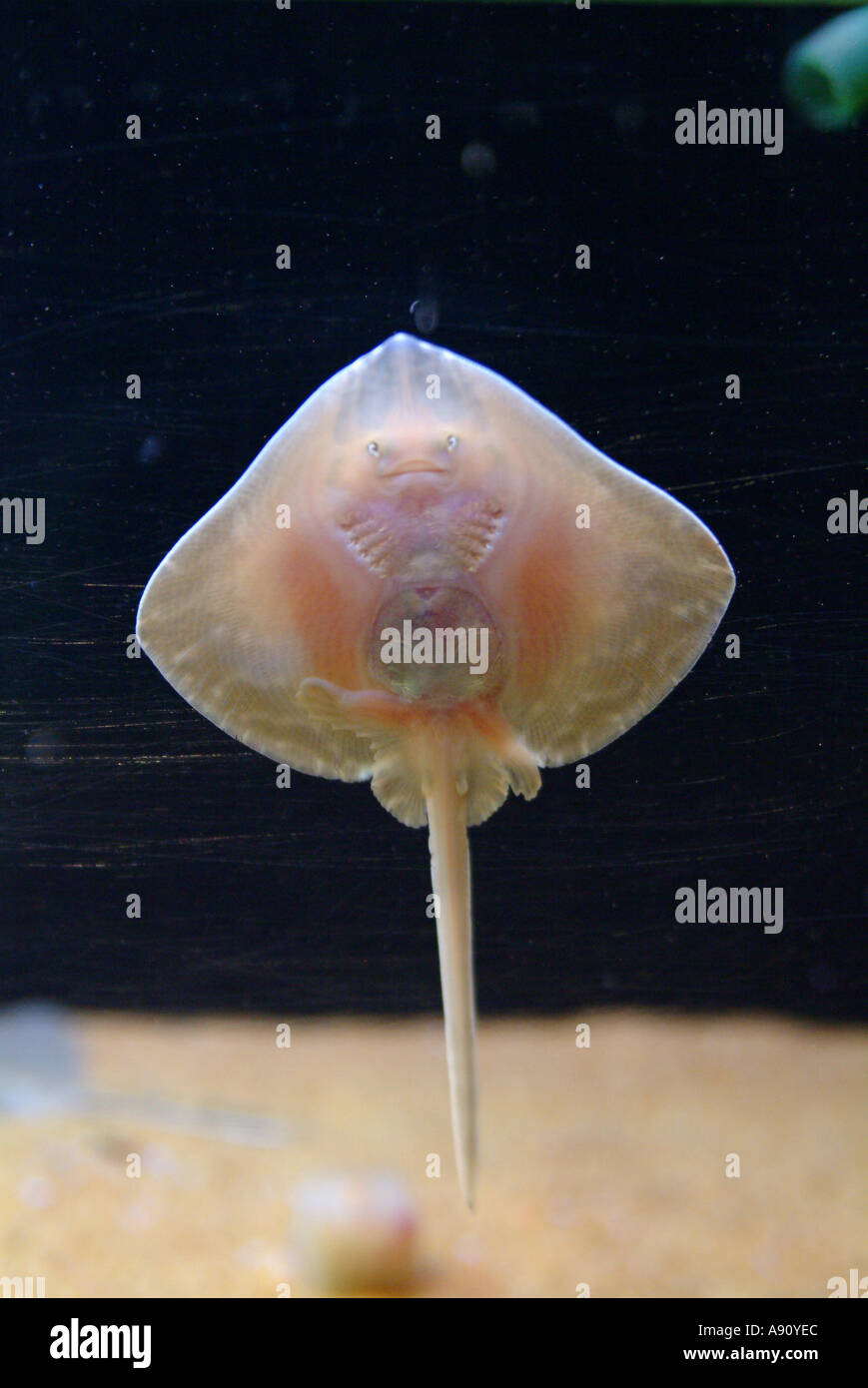 Flat fish close up Stock Photo - Alamy