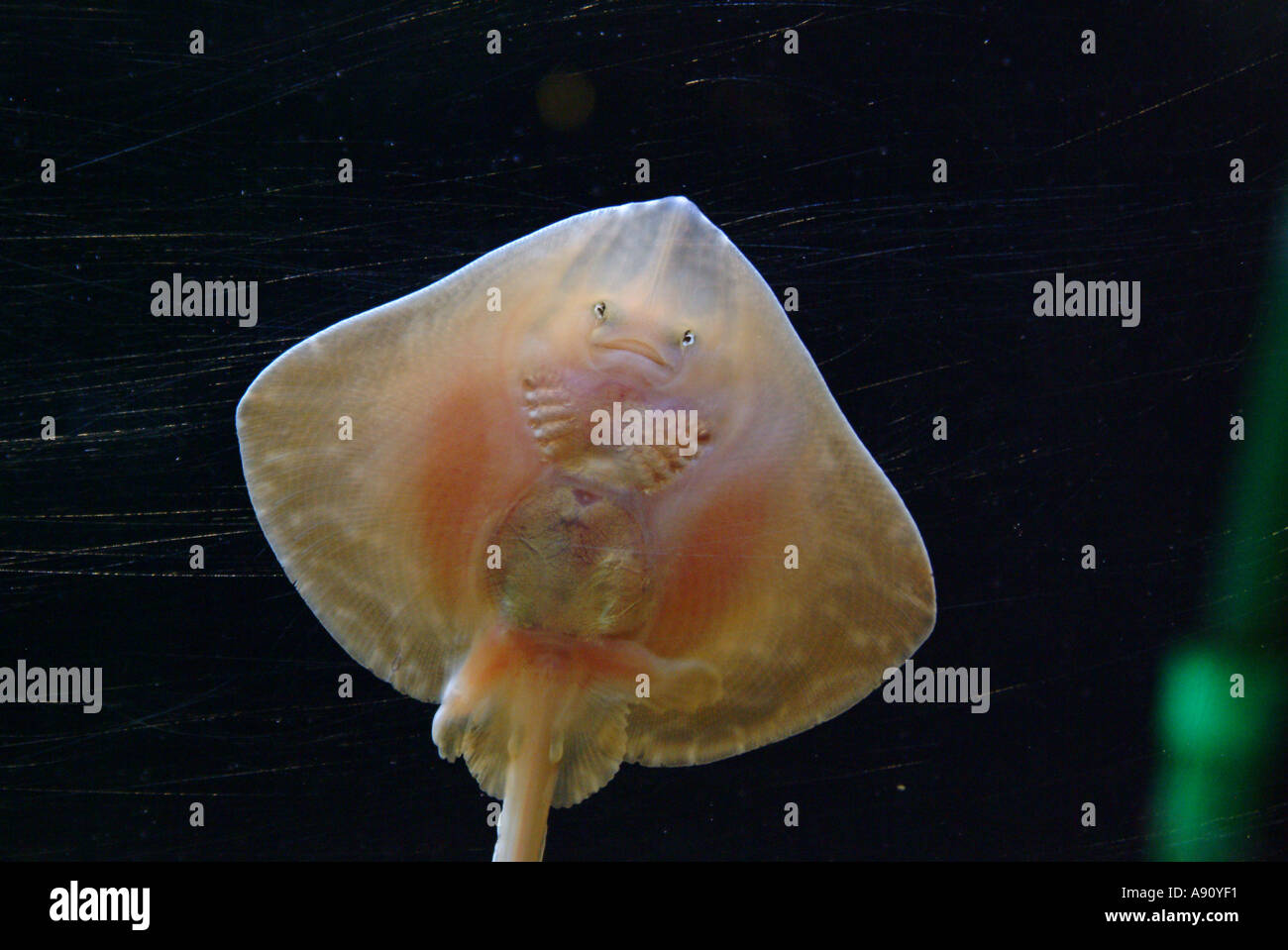 Flat fish close up Stock Photo - Alamy