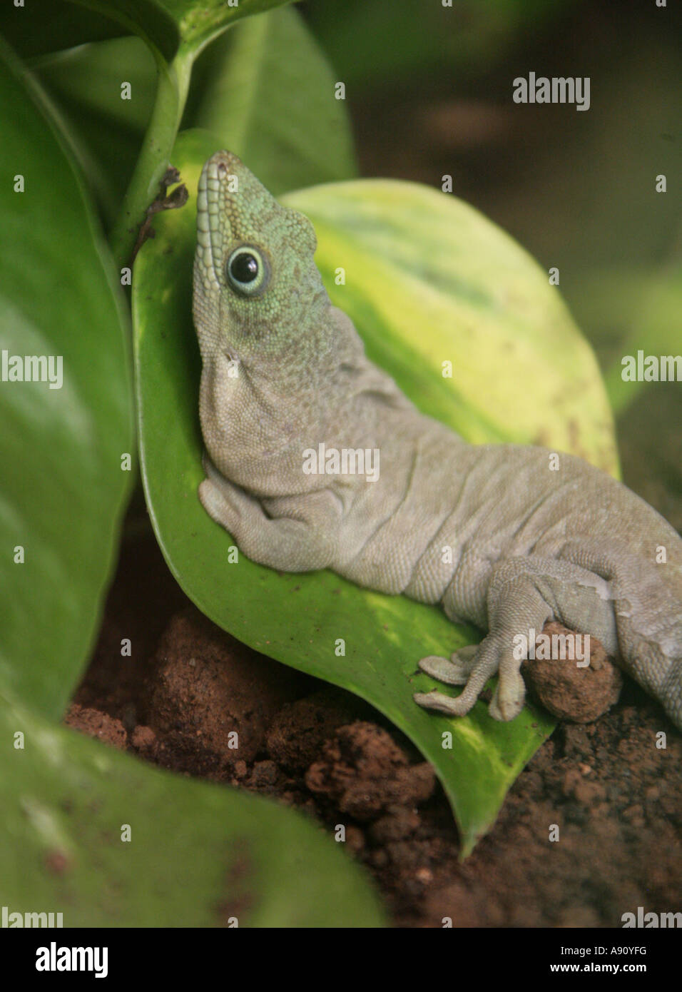 Standings day gecko hi-res stock photography and images - Alamy