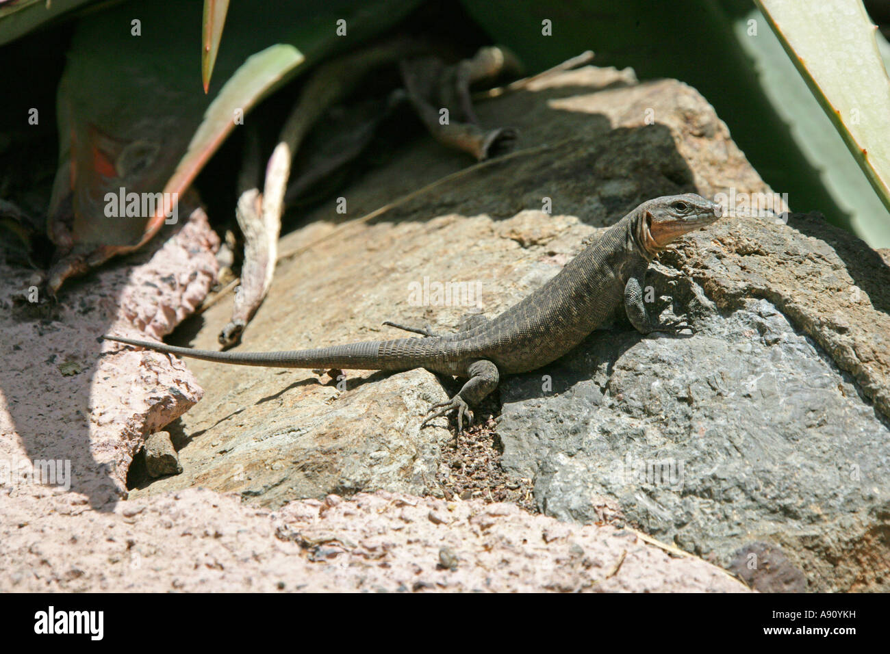 Tenerife Lizard or Western Canaries Lizard, Gallotia galloti, Living in ...