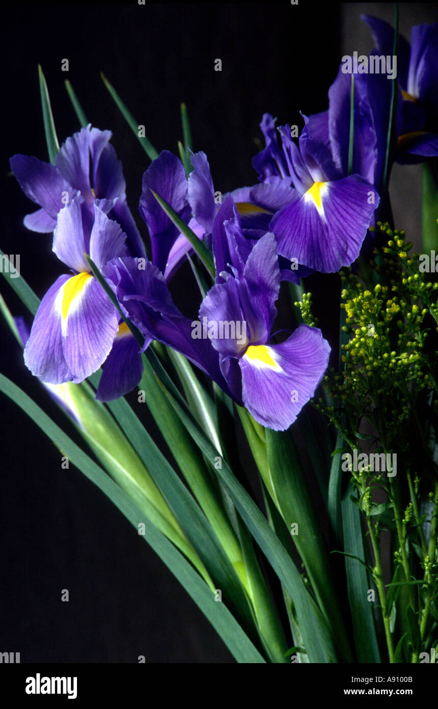 Purple Yellow Iris bunch Stock Photo - Alamy