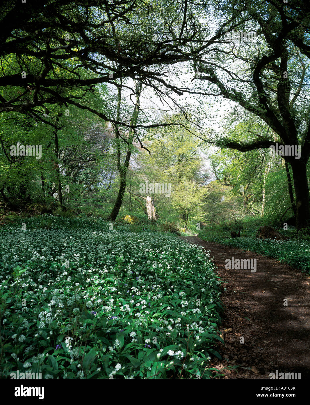 wild garlic bursting from the ground in spring time in an irish ...