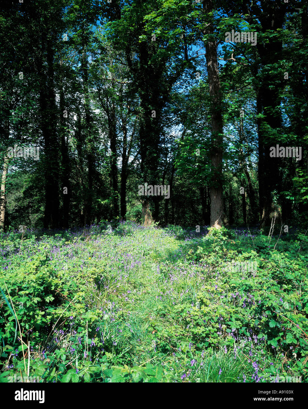 wild spring flowers bursting from the ground in the irish landscape ...