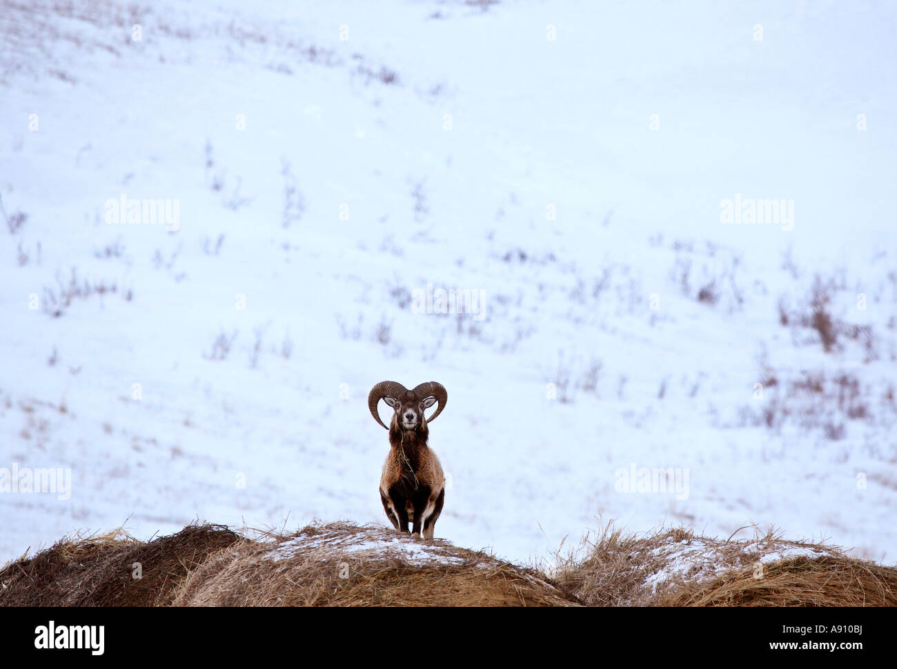 Urial Sheep ram on top of hay bale Stock Photo - Alamy