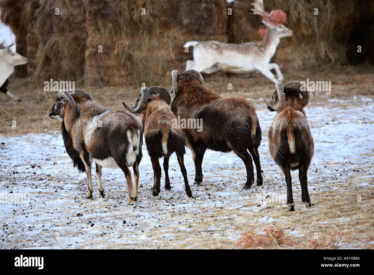 Urial sheep hi-res stock photography and images - Alamy