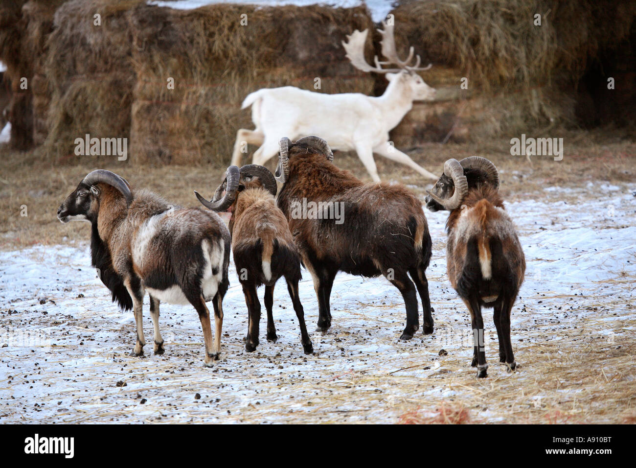 Urial sheep ram in winter hi-res stock photography and images - Alamy