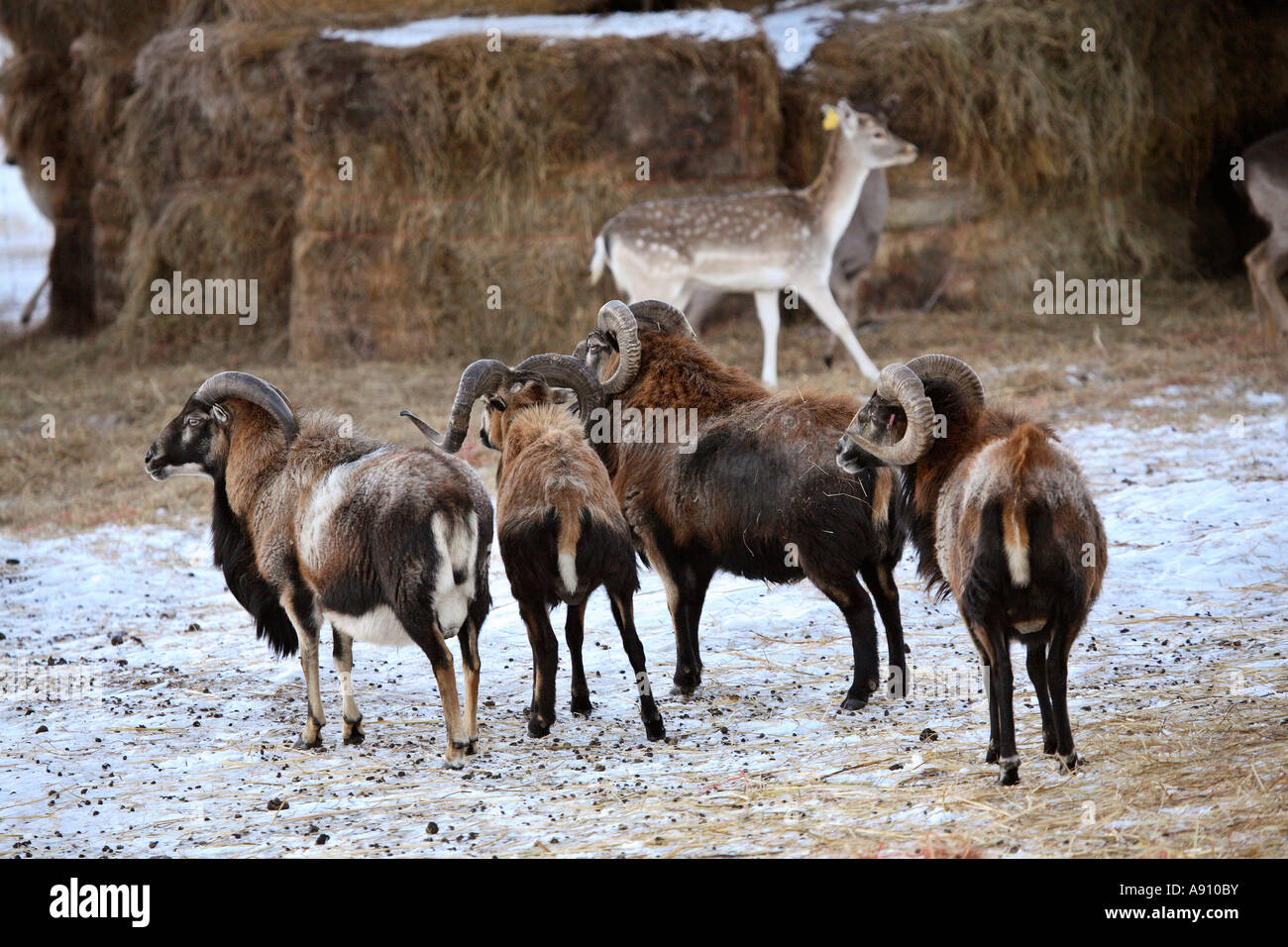 Urial sheep hi-res stock photography and images - Alamy