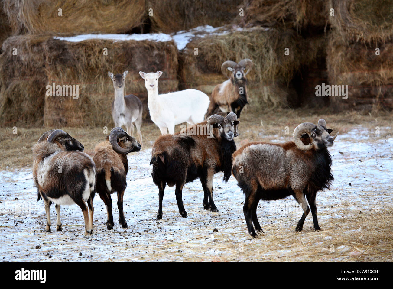 Urial sheep ram in winter hi-res stock photography and images - Alamy