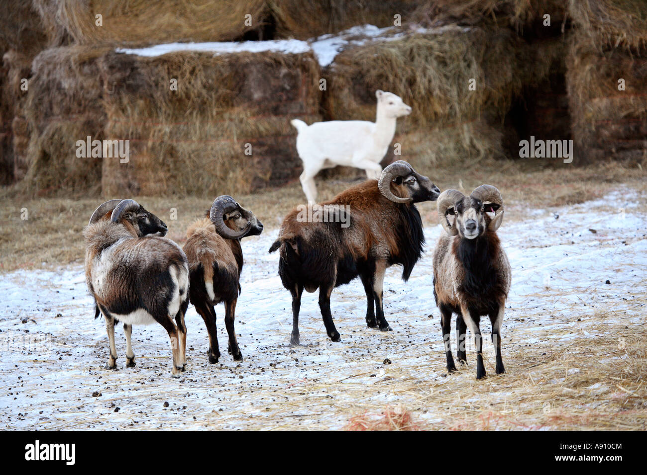 Urial sheep ram in winter hi-res stock photography and images - Alamy