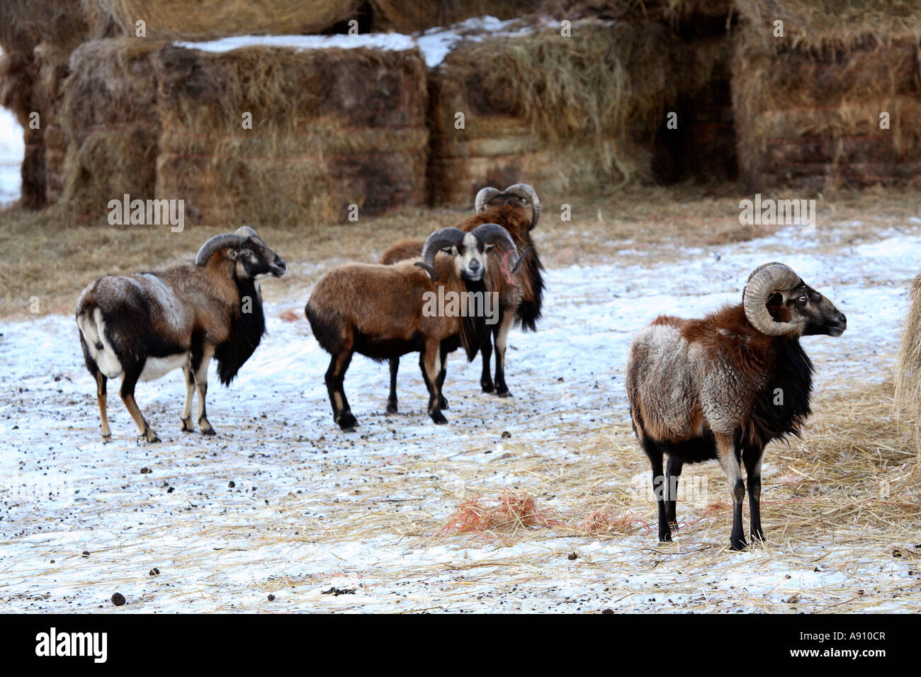 Urial Sheep in winter Stock Photo - Alamy