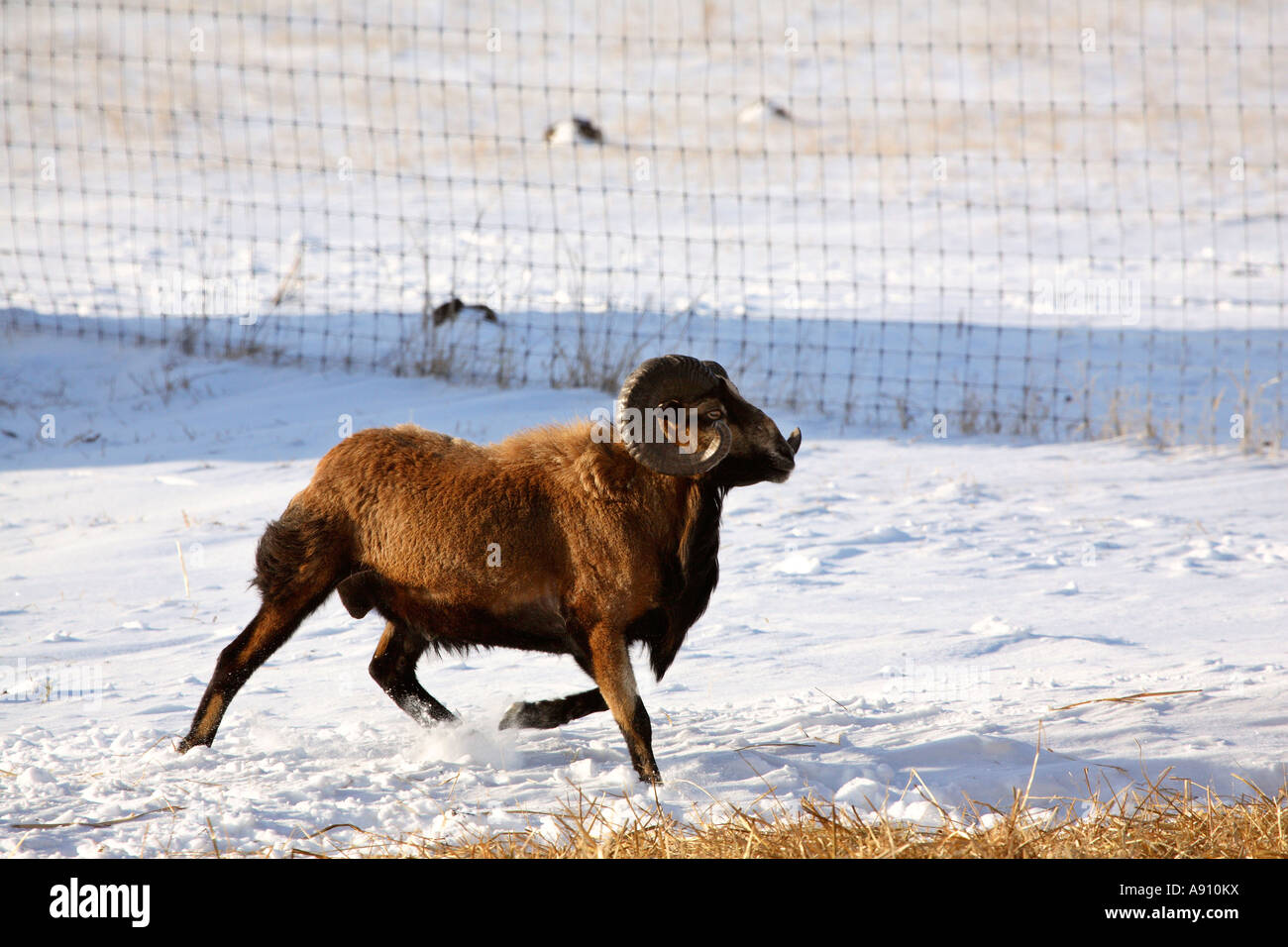 Urial sheep ram in winter hi-res stock photography and images - Alamy