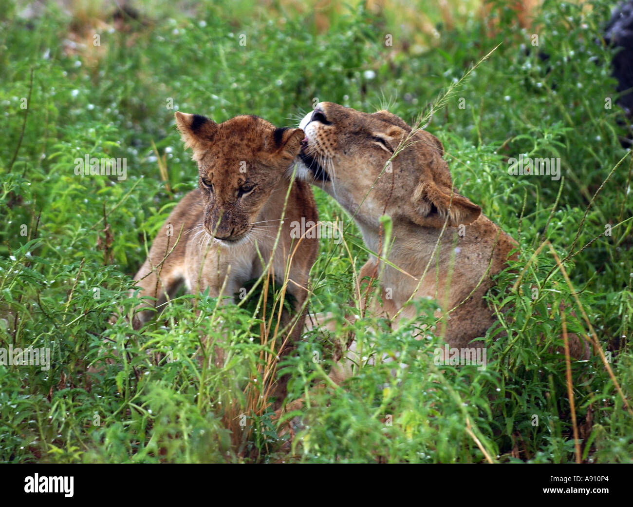 Lion cleans cub hi-res stock photography and images - Alamy
