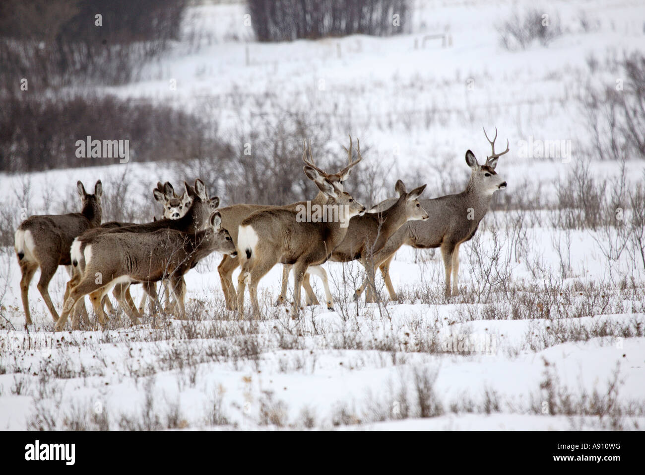 Small herd of Mule Deer in winter Stock Photo - Alamy