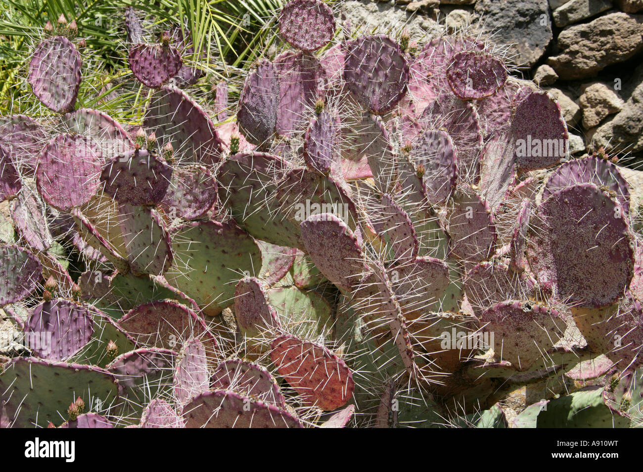 Purple Prickly Pear Cactus, Opuntia violacea Stock Photo - Alamy