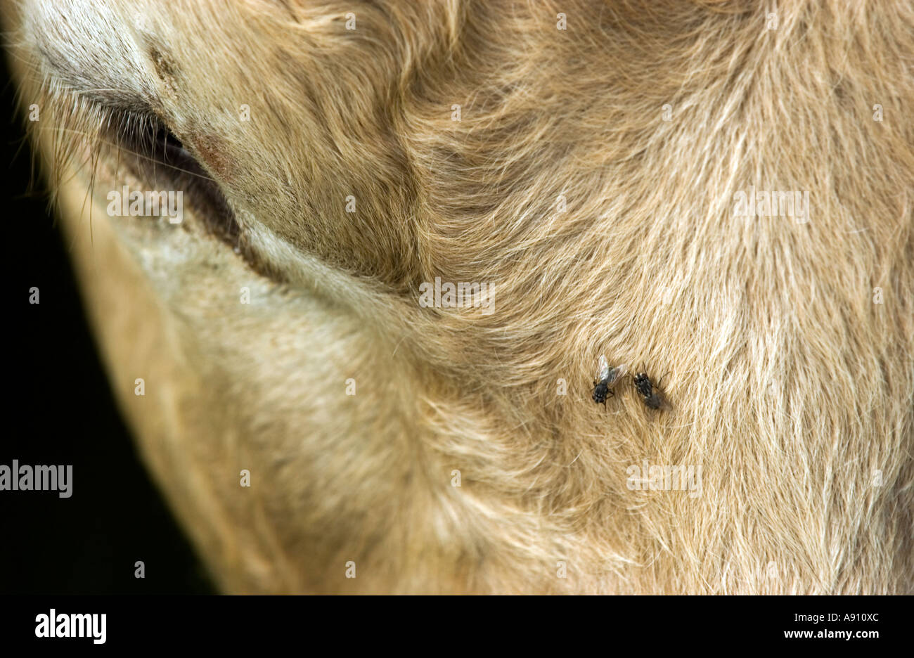 Flies near the eye hi-res stock photography and images - Alamy