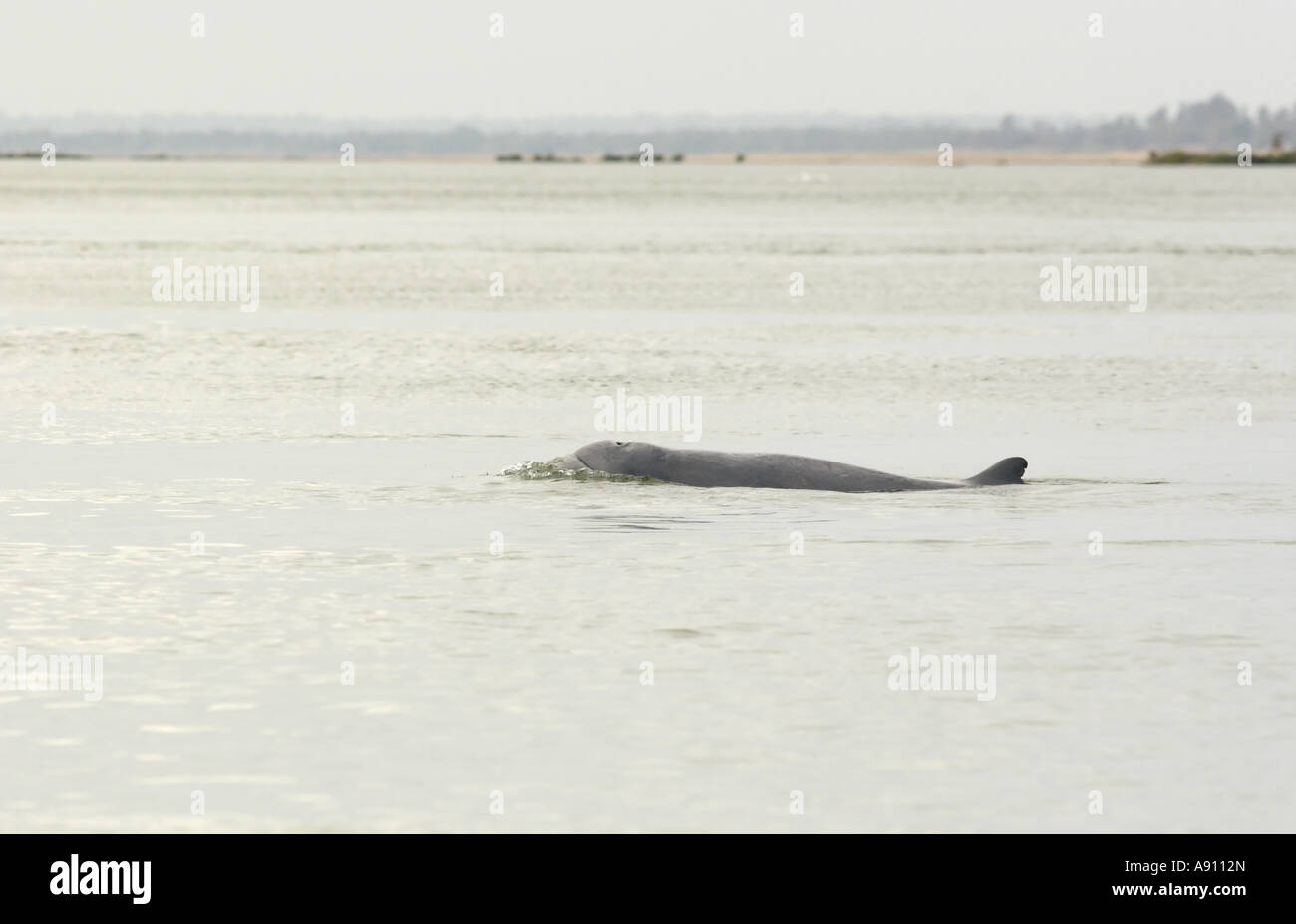 Irrawaddy river dolphin hi-res stock photography and images - Alamy