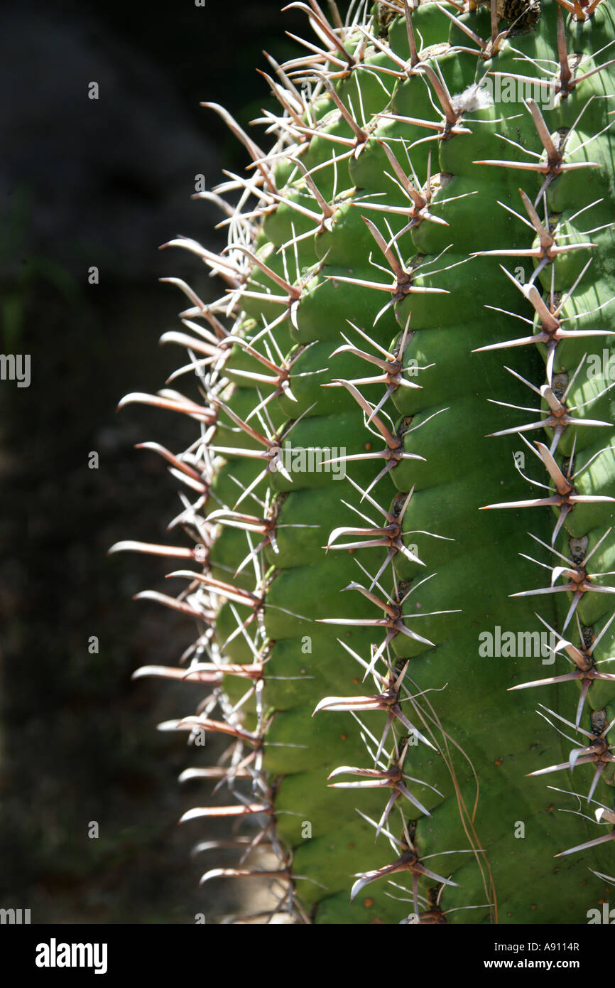 Cereus Cactus sp., Palmitos Park, Gran Canaria Botanical Gardens ...