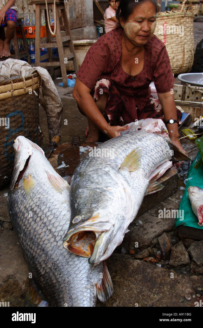 Asia, Myanmar, Yangon, woman cleaning Barramundi fish Lates calcarifer ...