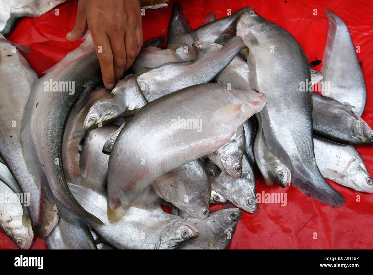 Asia, Myanmar, Yangon, Asian Knifefish (Notopterus notopterus) for sale ...