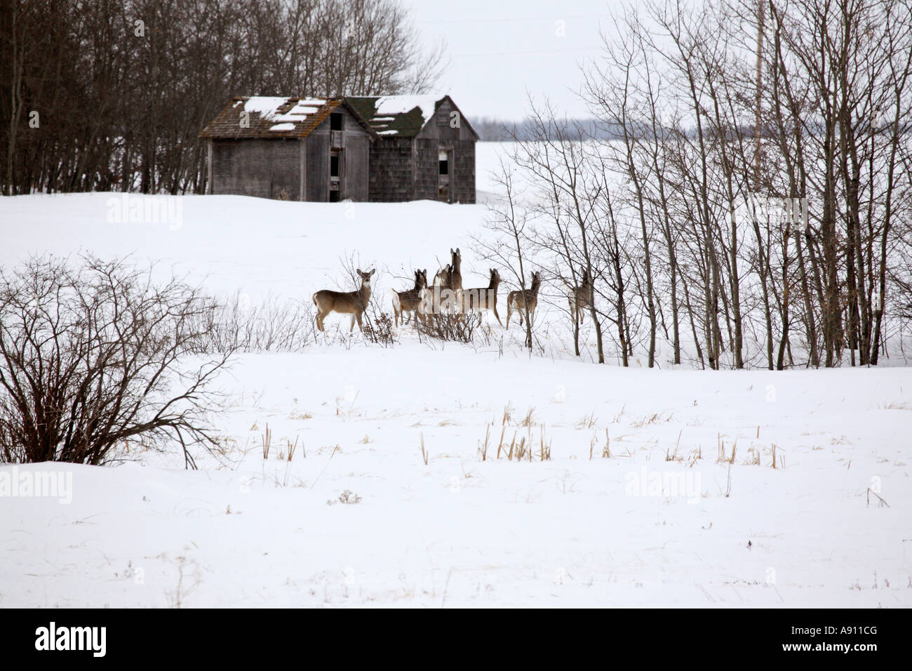 White tailed deer farm field hi-res stock photography and images - Alamy