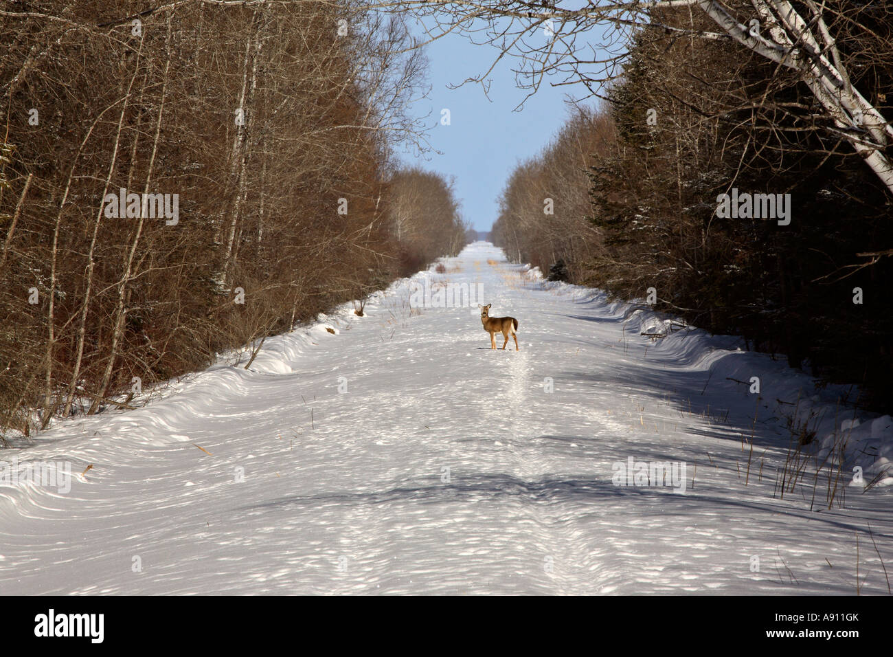 Snow covered logging road hi-res stock photography and images - Alamy