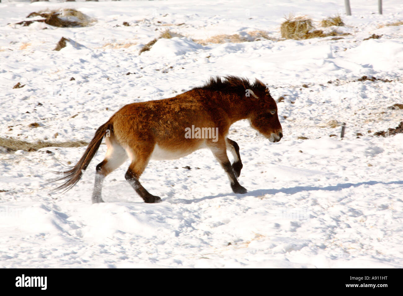 Frisky horse hi-res stock photography and images - Alamy