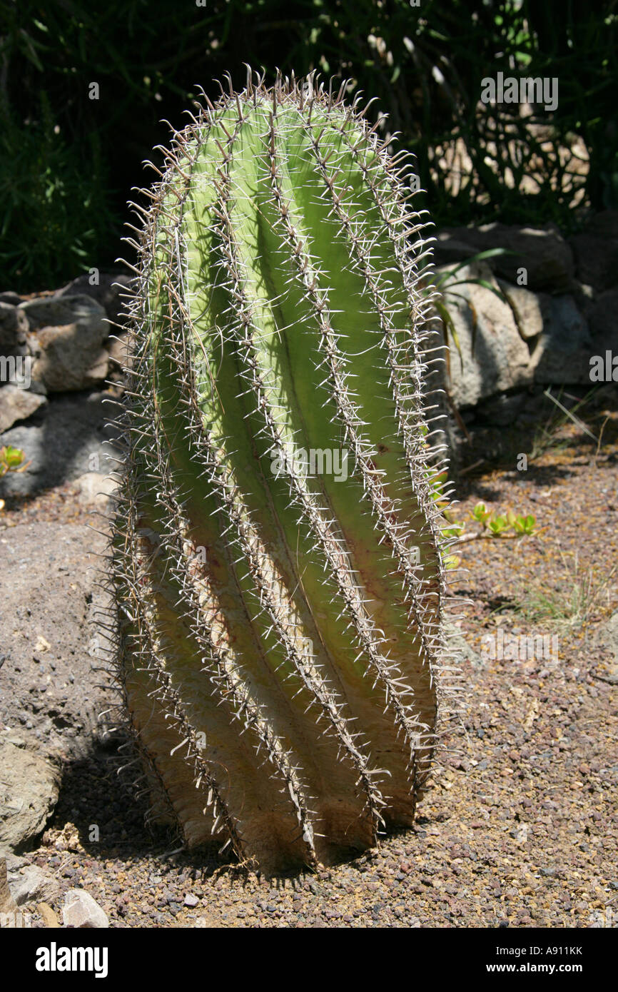 Notocactus sp Palmitos Park Botanical Gardens Gran Canaria Canary ...