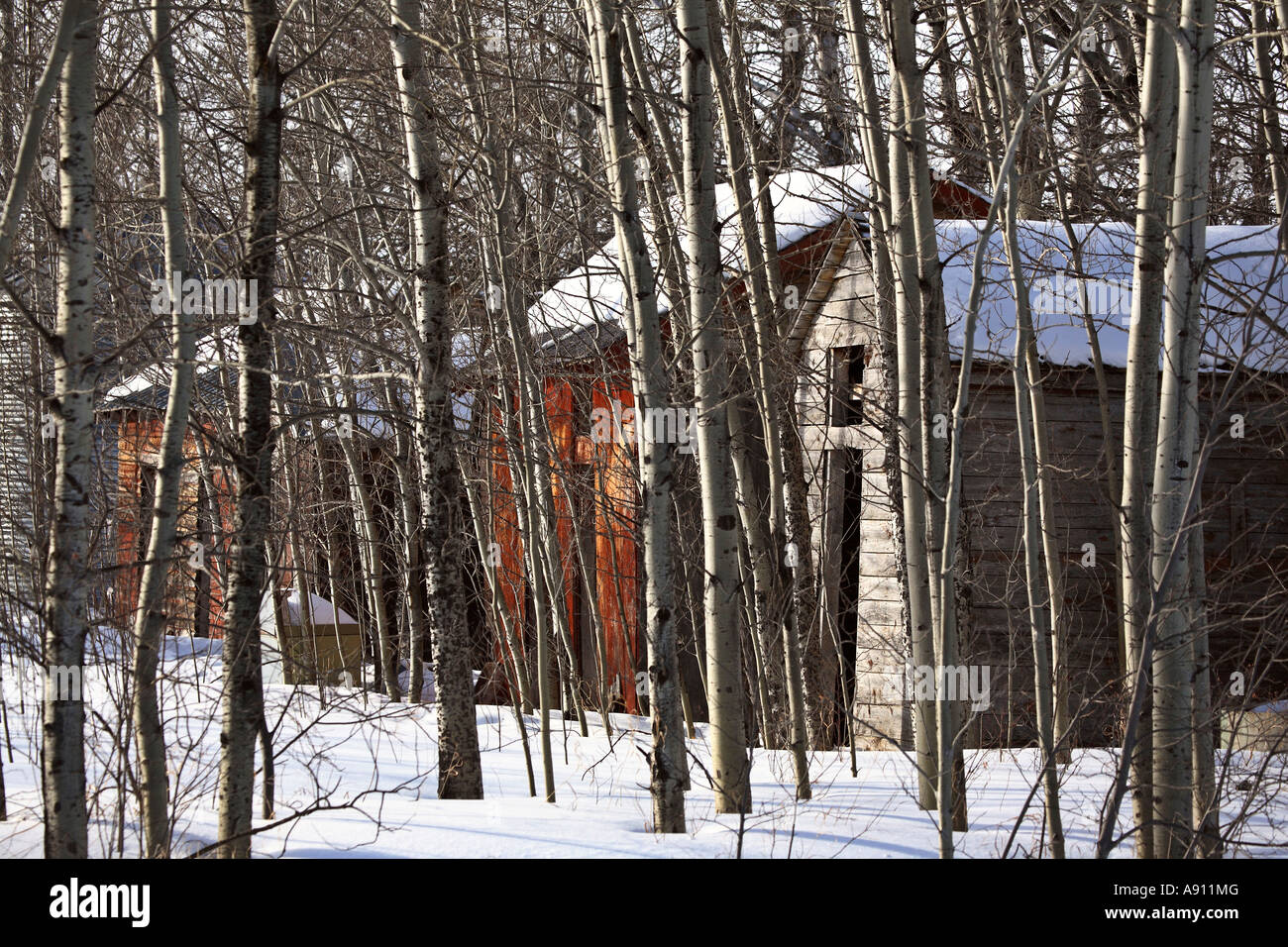 Farm buildings in winter amongst Aspen trees in Saskatchewan Stock ...